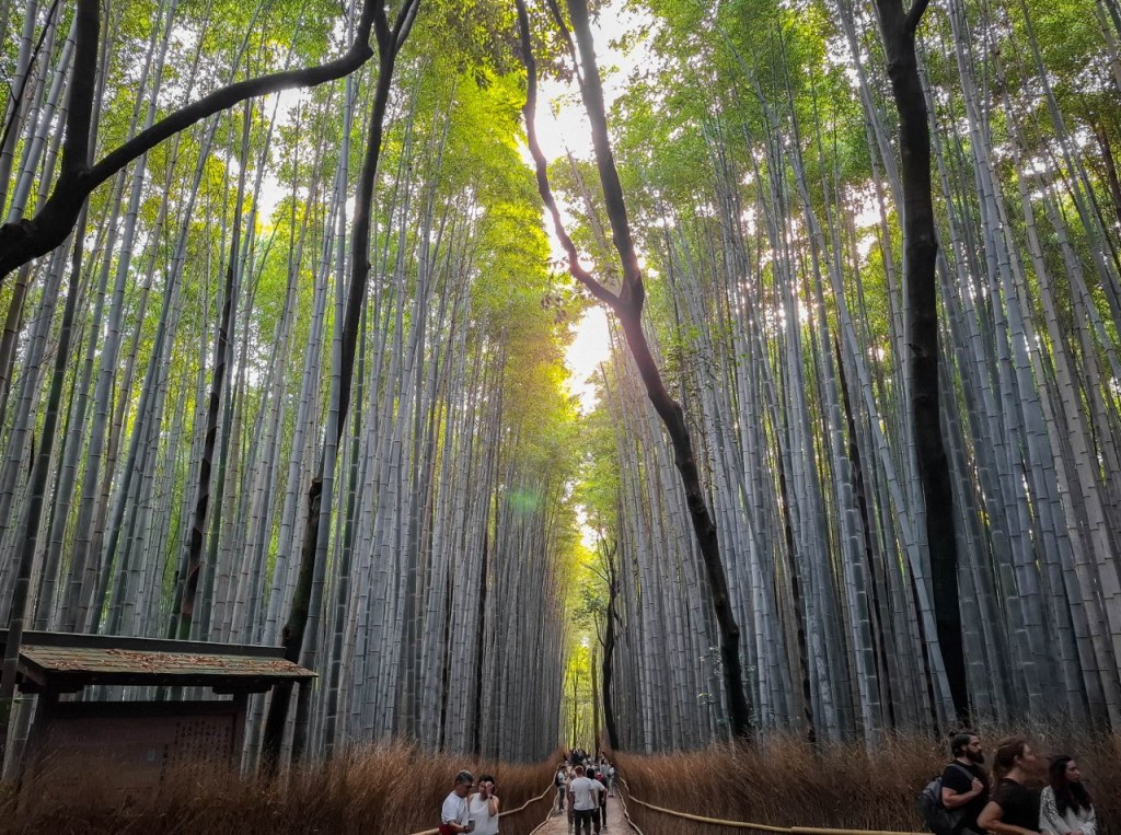 Japonia: Kioto – Arashiyama z rana jak śmietana. Lasek bambusowy ...