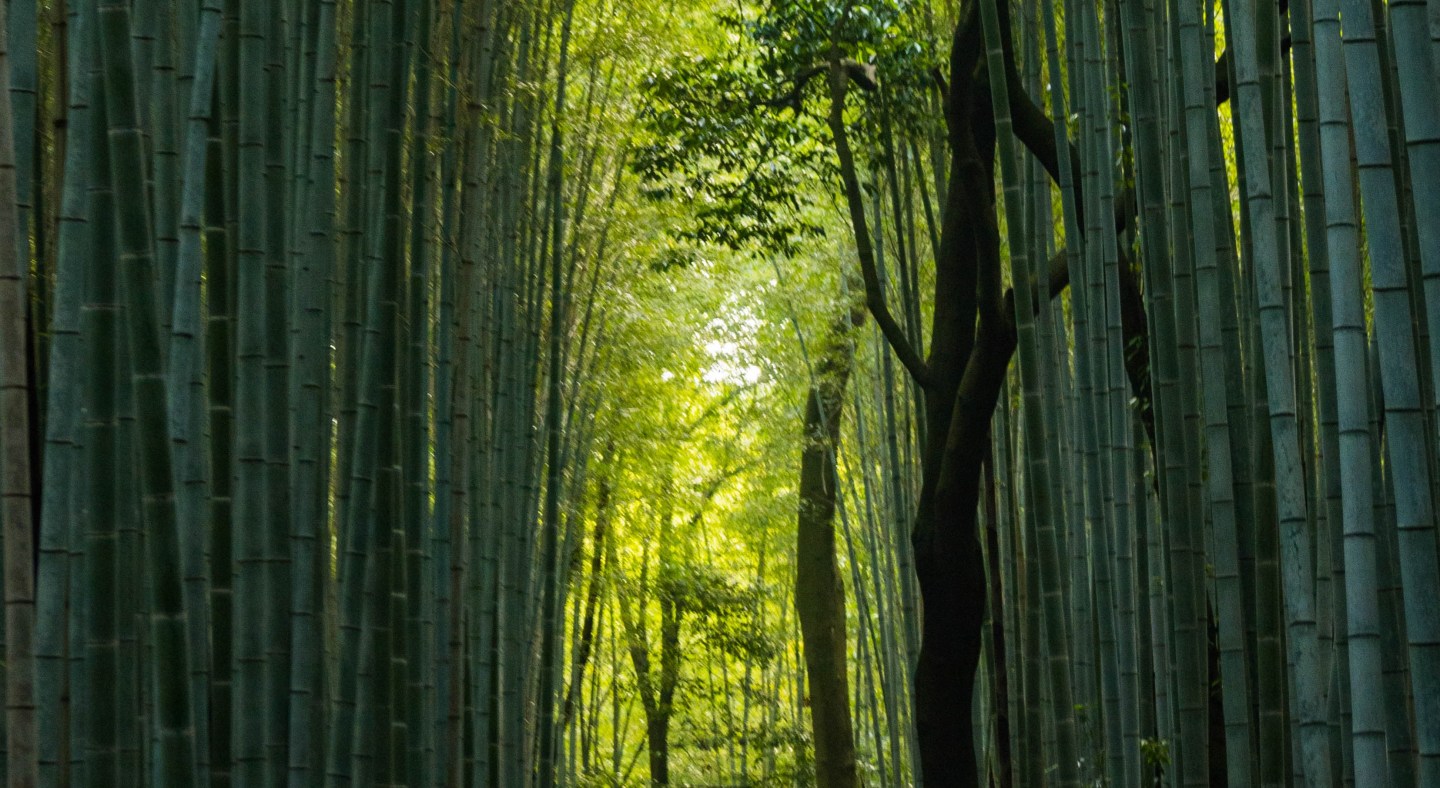 Japonia: Kioto – Arashiyama z rana jak śmietana. Lasek bambusowy ...