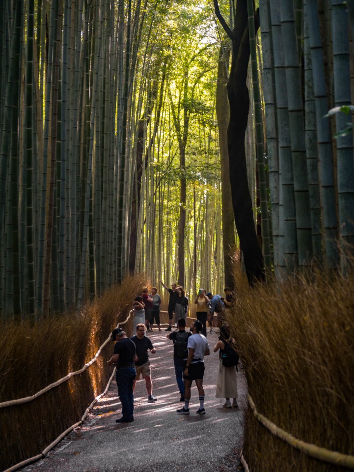 Japonia: Kioto – Arashiyama z rana jak śmietana. Lasek bambusowy ...