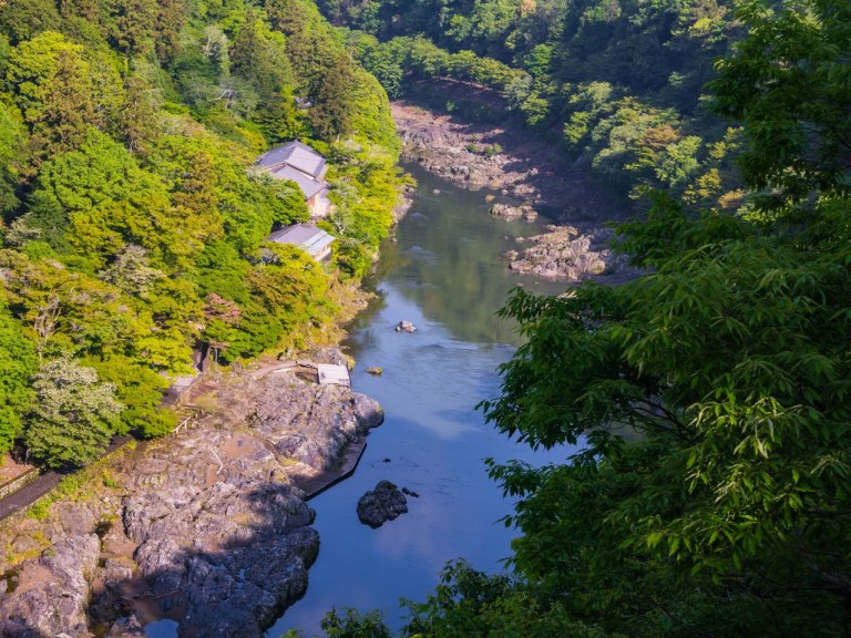 Japonia: Kioto – Arashiyama z rana jak śmietana. Lasek bambusowy ...